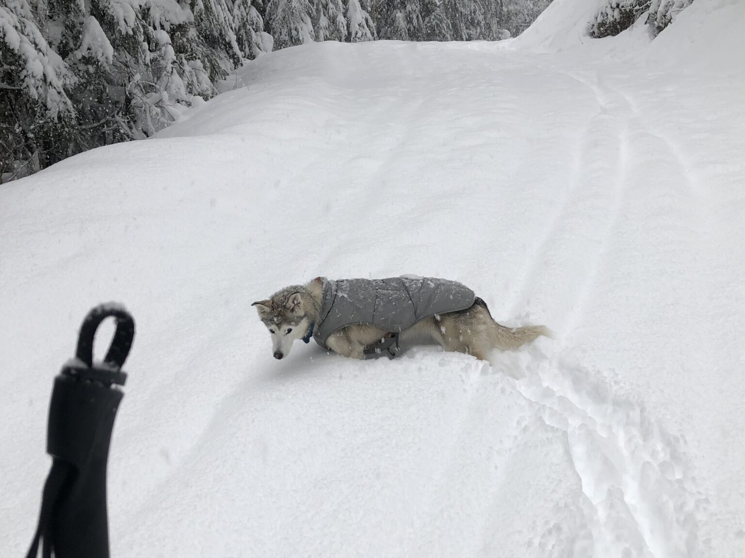 Grooming and Conditions | Nooksack Nordic Ski Club